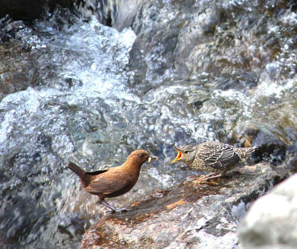 Brown dipper with juvenile - Wild Tripod