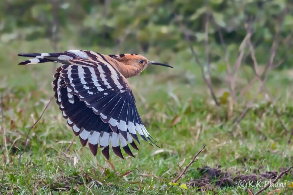 Hoopoe in flight - Wild Tripod