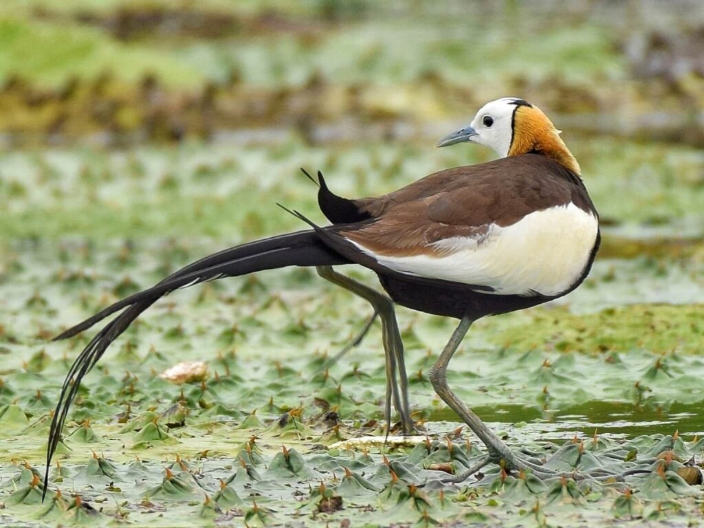 Pheasant Tailed Jacana Bird - Wild Tripod