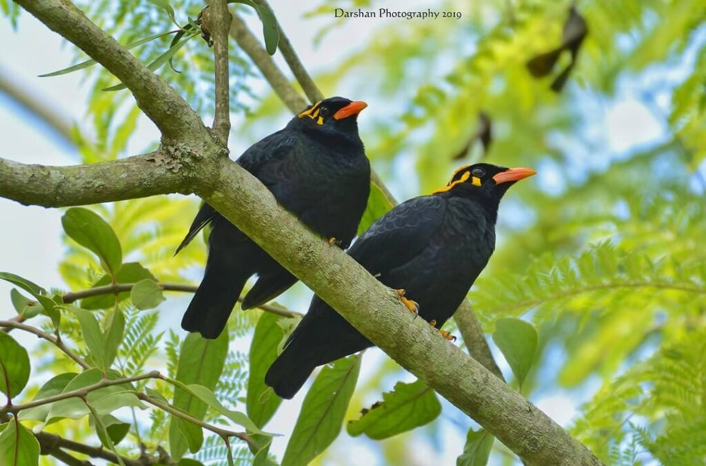 The Hill Myna - Wild Tripod