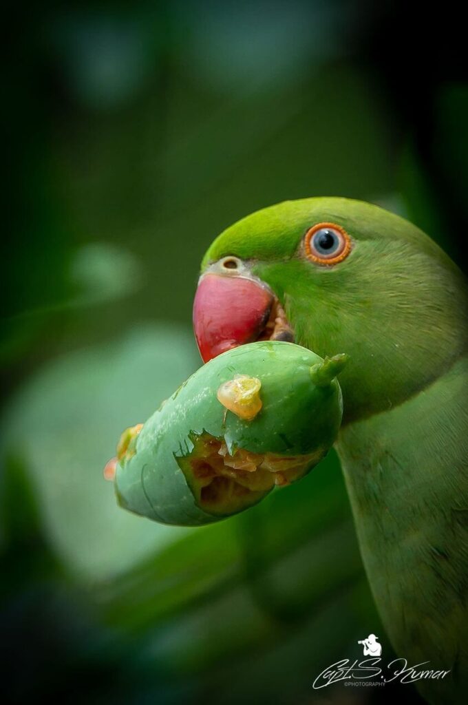 The mango man - Rose Ringed parakeet - Wild Tripod