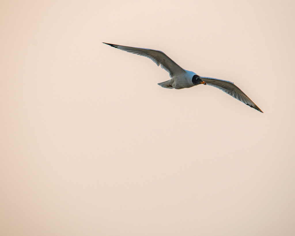 Photographing Birds in Flight: A Complete Guide - Wild Tripod