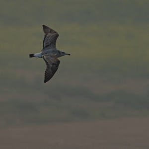 Photographing Birds in Flight: A Complete Guide - Wild Tripod