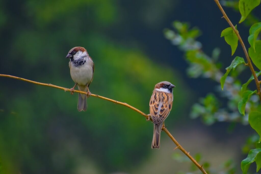 Conservation Archives - Wild Tripod