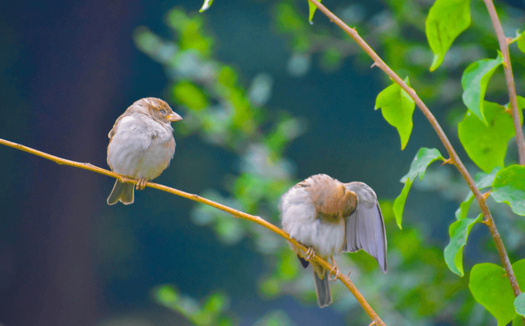 World Sparrow Day 2021: Sparrow Facts And Protect Sparrows - Wild Tripod