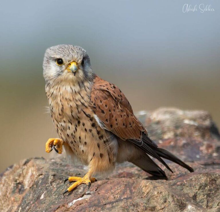 Eurasian Common Kestrel - Wild Tripod
