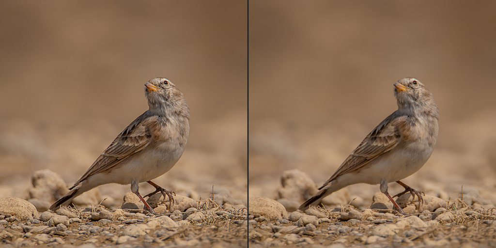5 Common Post Processing Mistakes You should Avoid in Bird Photography - Wild Tripod