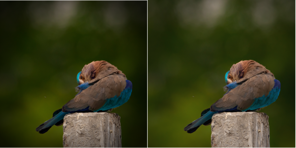 5 Common Post Processing Mistakes You should Avoid in Bird Photography - Wild Tripod