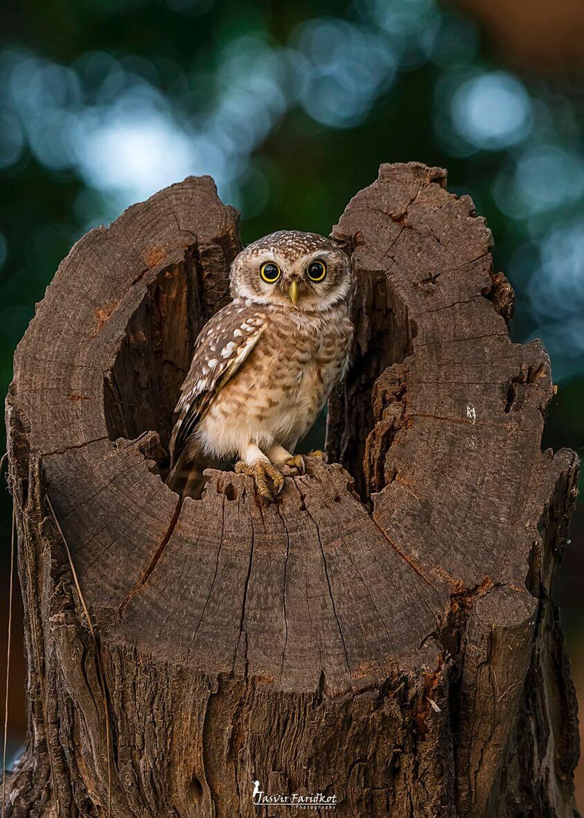 Local Birds: Top 5 Photos of the Week - Wild Tripod