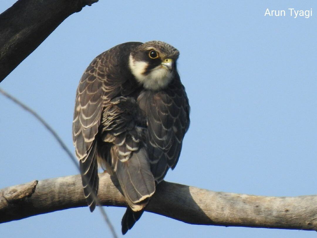 Land Bird: Top 5 Photos of The week - Wild Tripod