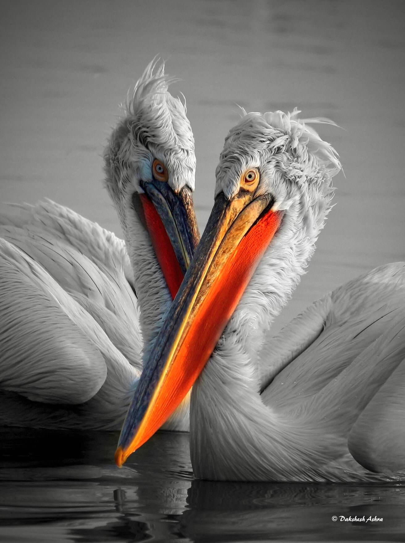 Water Bird: Top 5 Photos of the Week (2022) - Wild Tripod