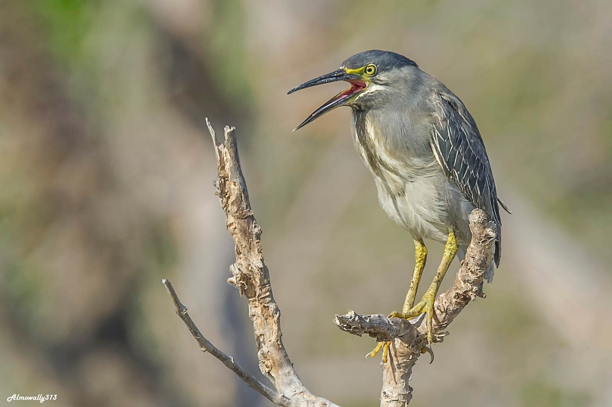 Action Bird: Top 5 Photos of the Week - Wild Tripod