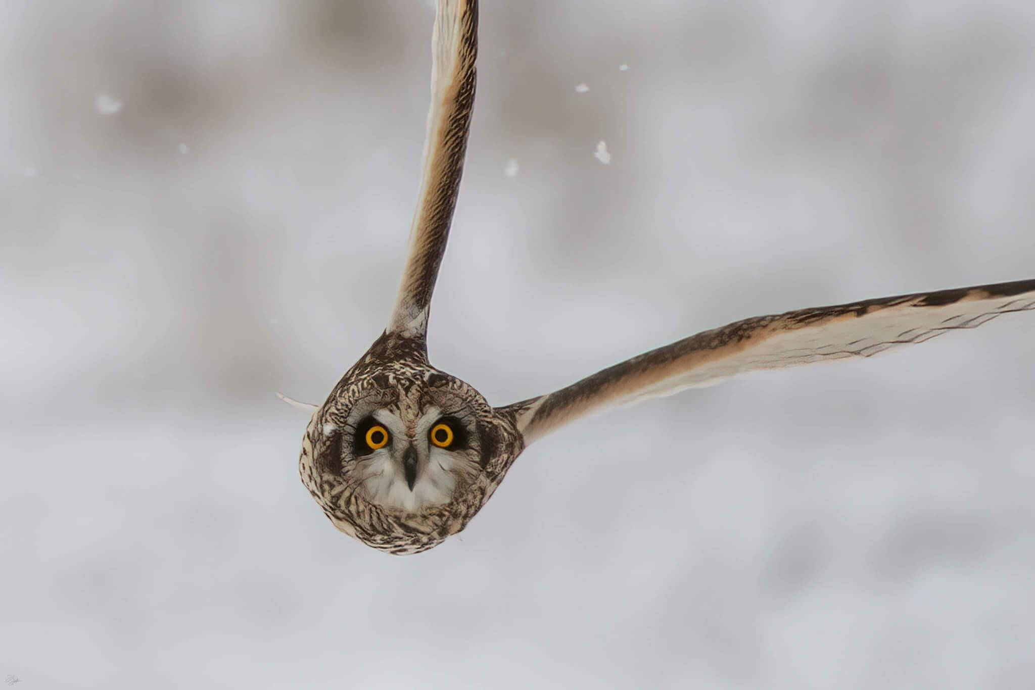 Action Bird: Top 5 Photos of the Week - Wild Tripod