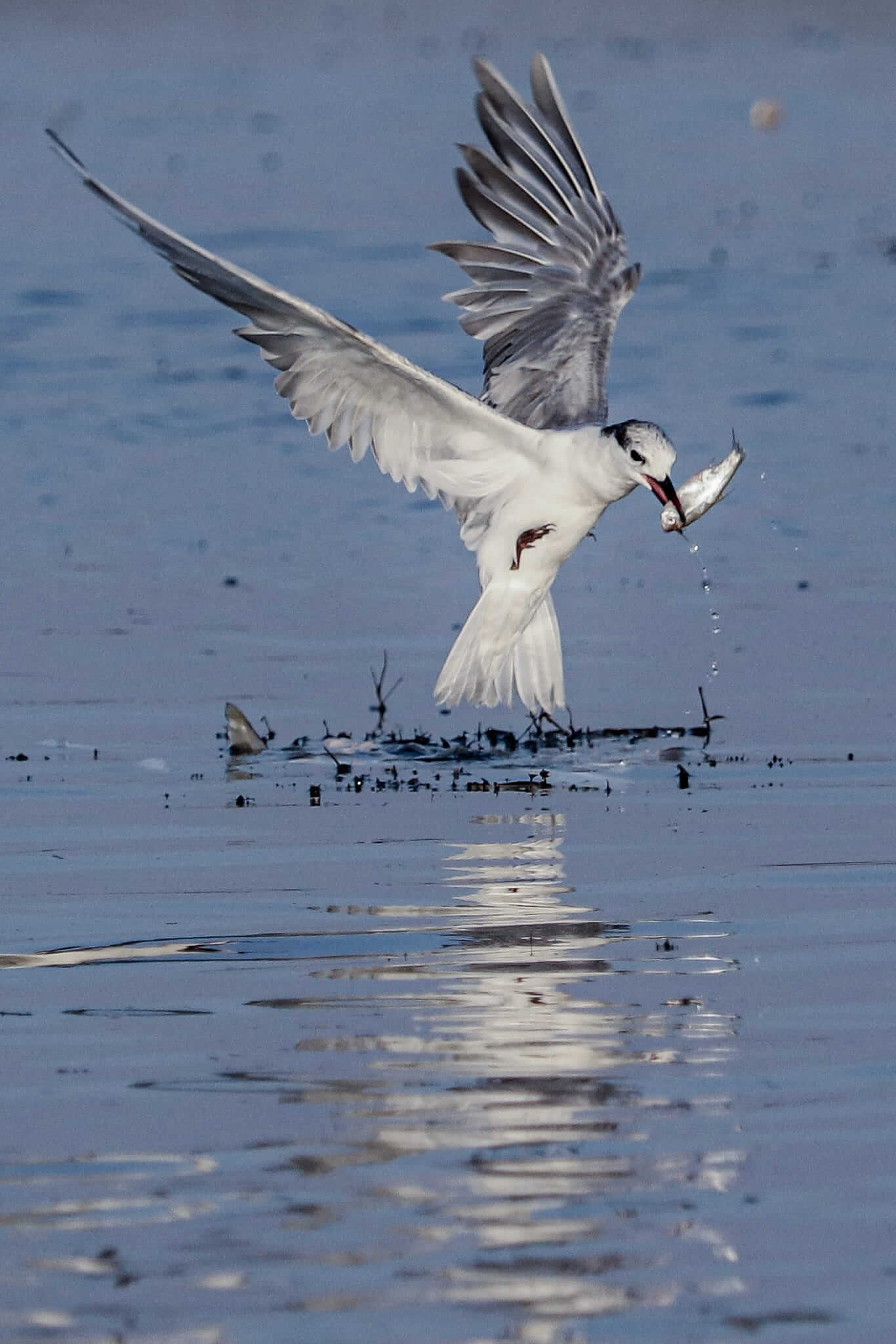 Flying Bird: Top 5 photos of the Week (2022) - Wild Tripod