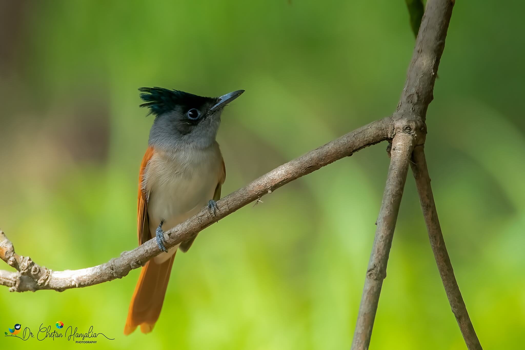 Land Bird: Top 5 Photos of the Week (2022) - Wild Tripod