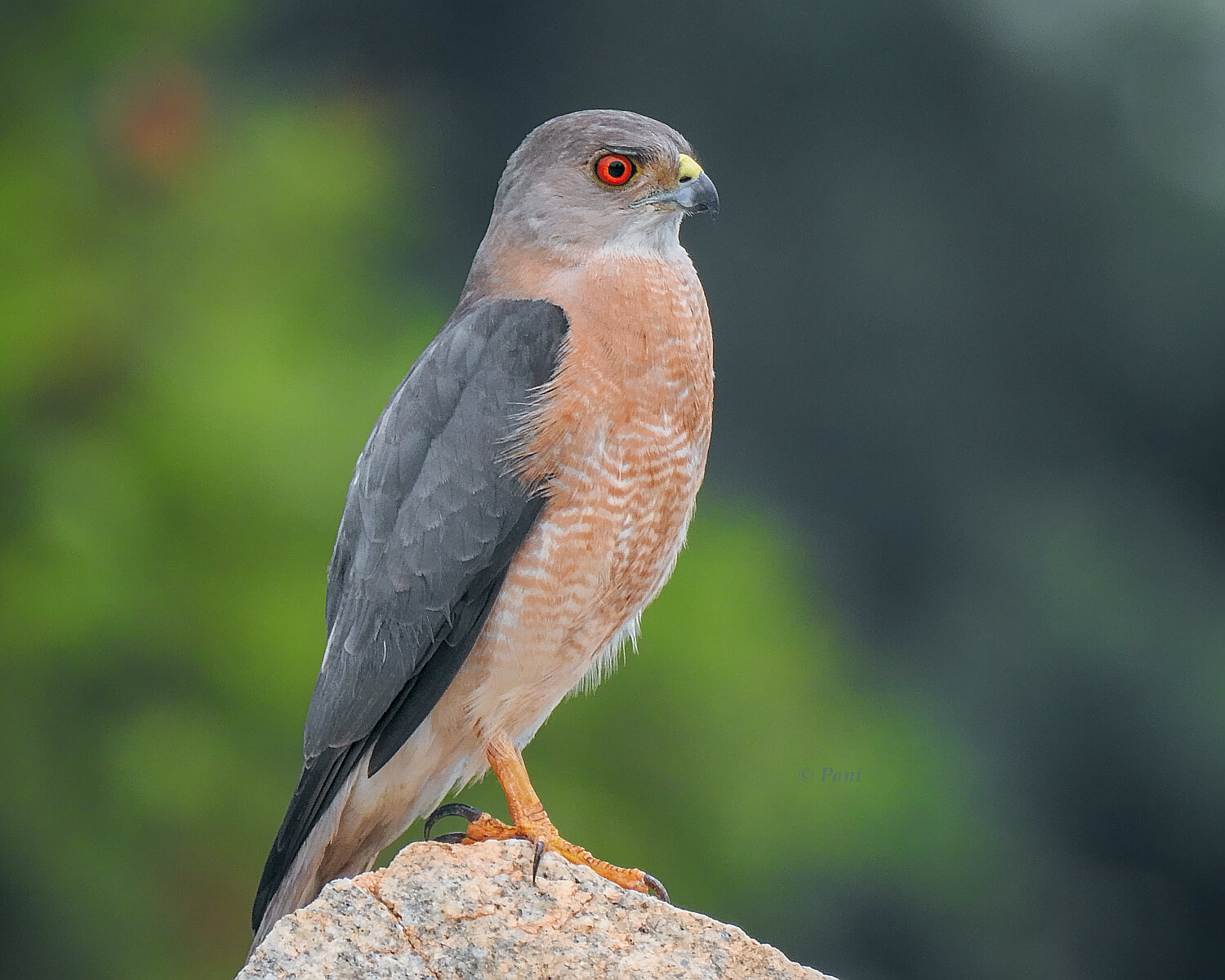 Land Bird: Top 5 Photos of the Week (2022) - Wild Tripod