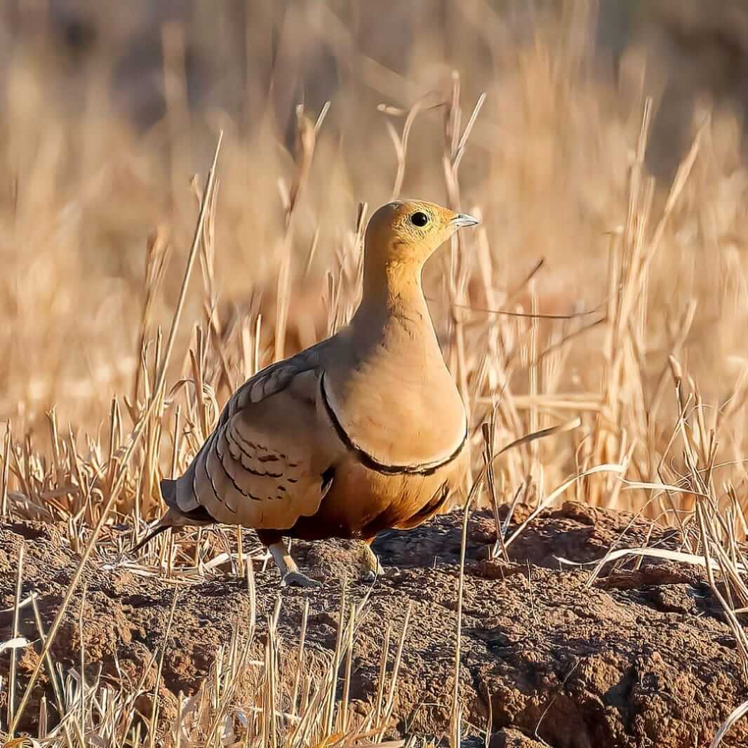 Land Bird: Top 5 photos of the week - Wild Tripod