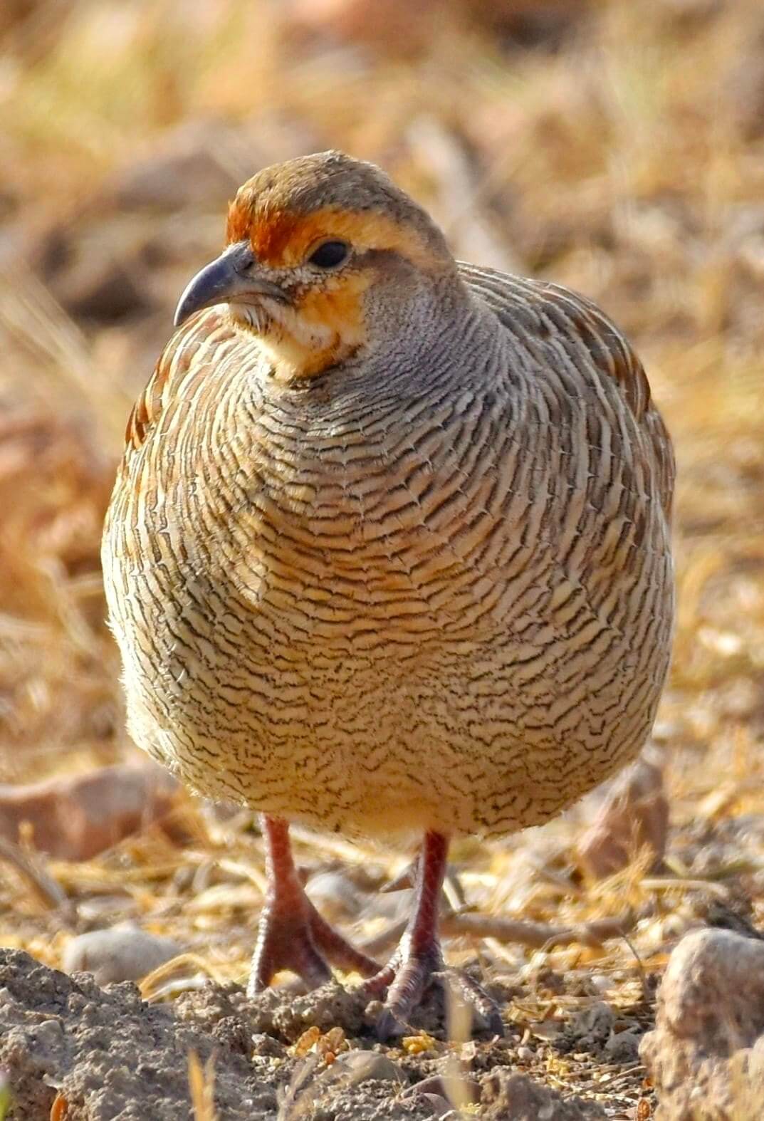 Land Bird: Top 5 photos of the week - Wild Tripod