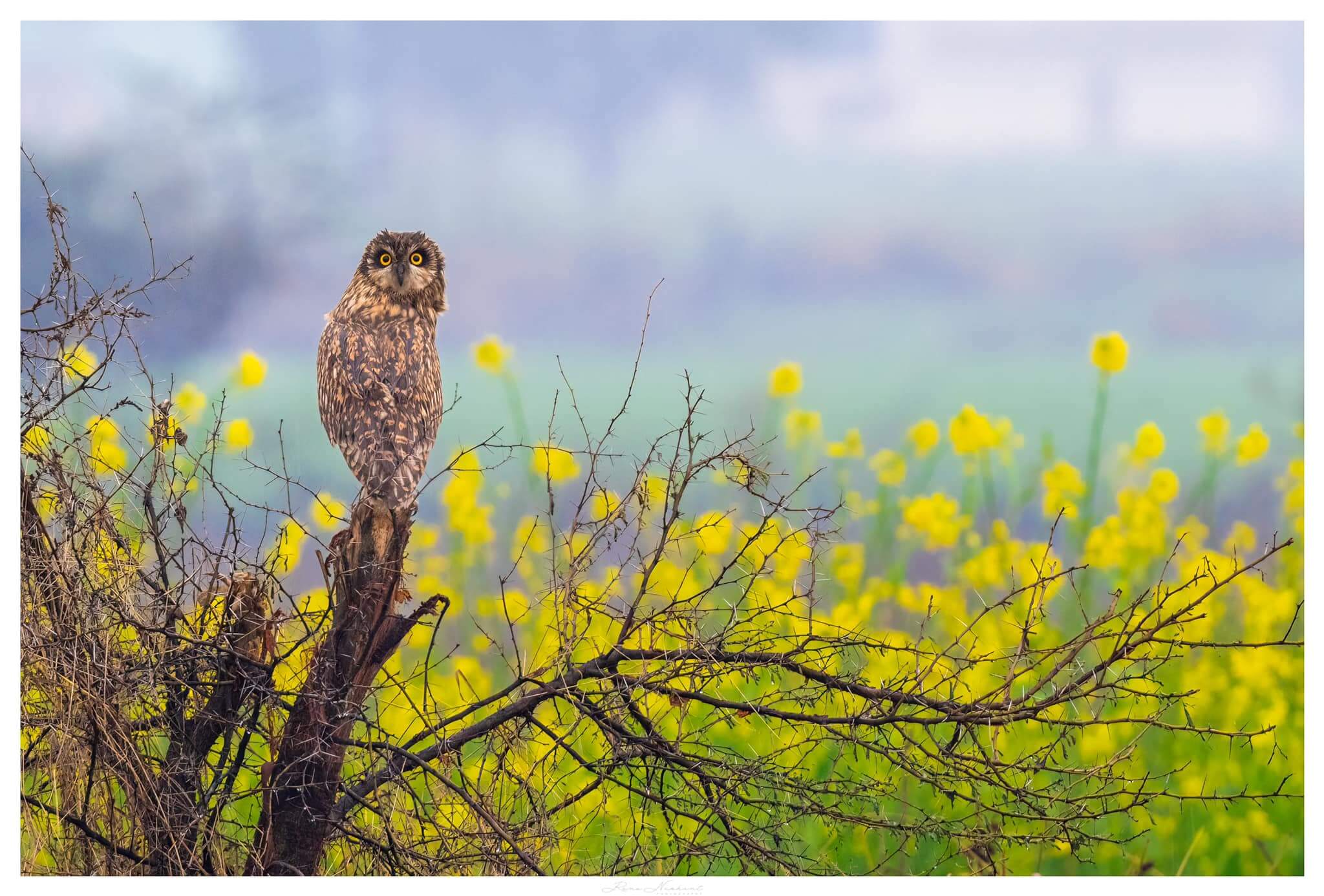 Wild Habitat: Top 5 photos of the Week - Wild Tripod