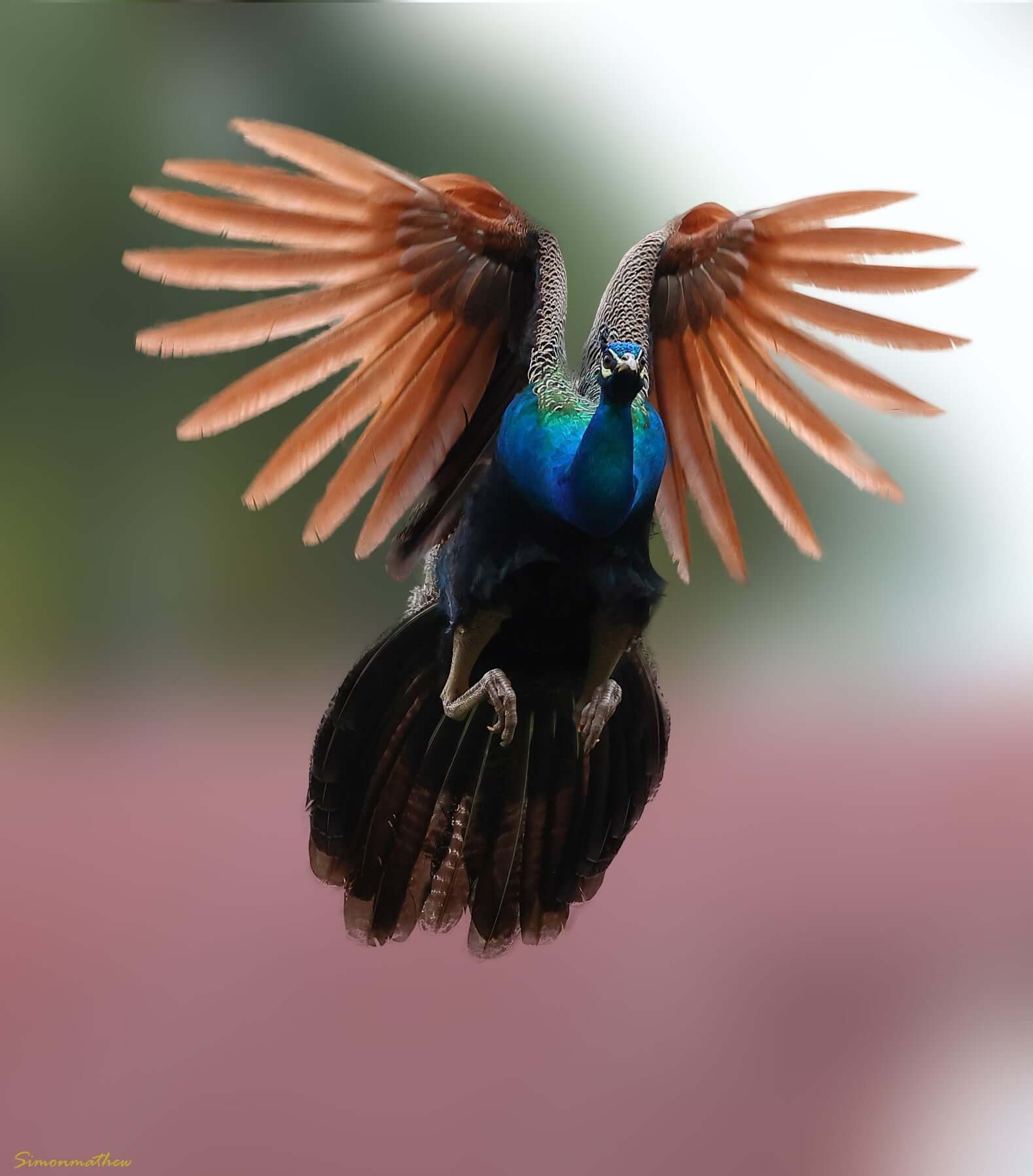 Bird Portrait: Top 5 photos of the week - Wild Tripod
