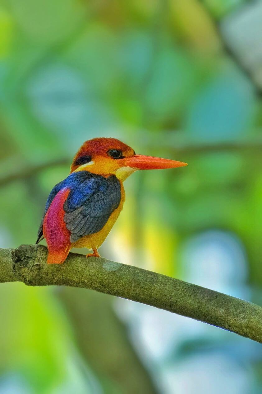 Bird Portrait: Top 5 Photos of the Week - Wild Tripod