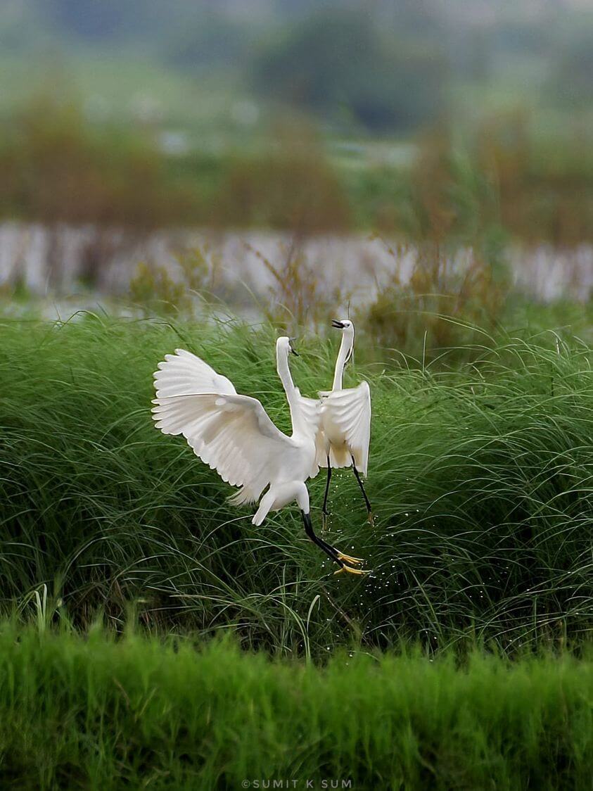 Wildlife: TOP 5 PHOTOS OF THE WEEK - Wild Tripod
