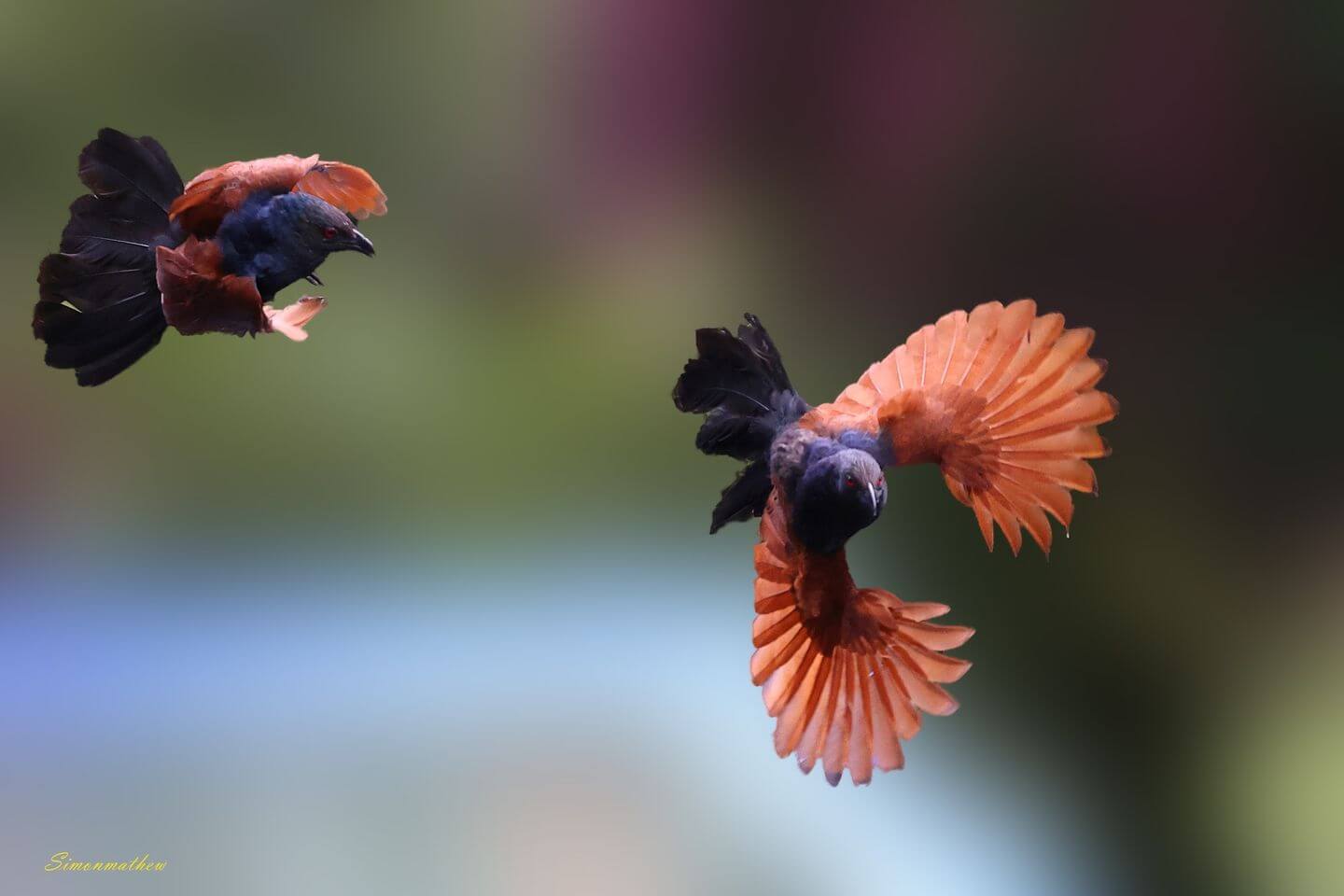 Wild Action: Top 5 Photos of the Week - Wild Tripod